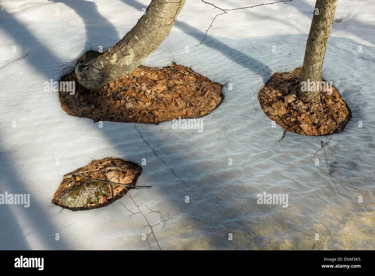 Trees in Snow on Water Stock Photo - Alamy
