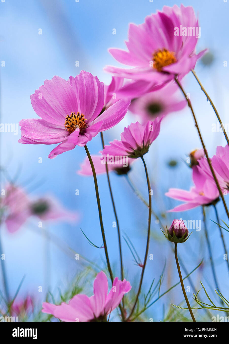 Pink Cosmos Flower Stock Photo - Alamy