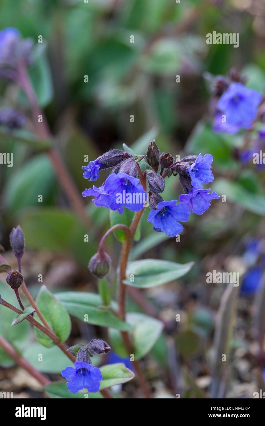 Pulmonaria 'Blue Ensign' Stock Photo - Alamy