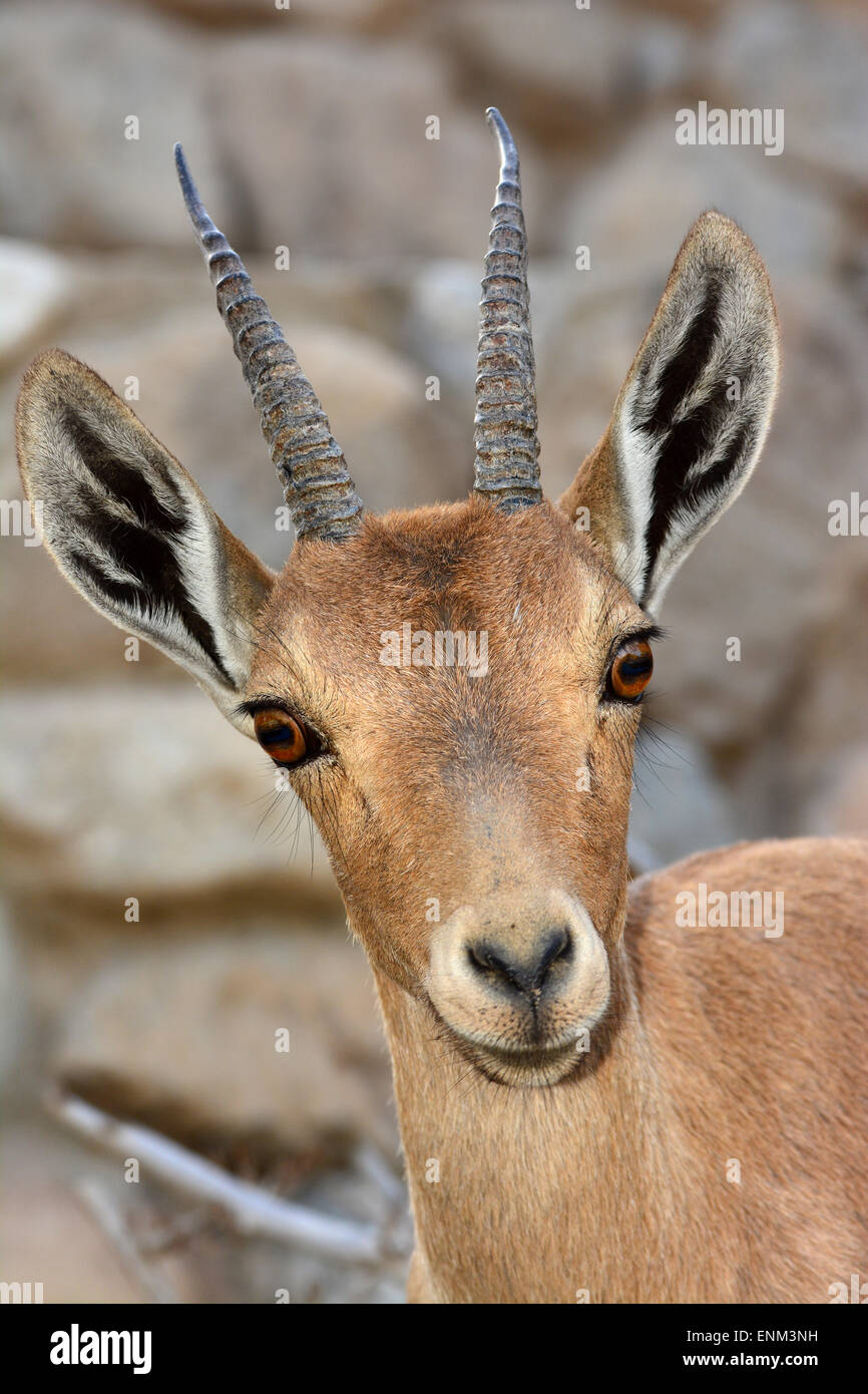 Nubian ibex hi-res stock photography and images - Alamy