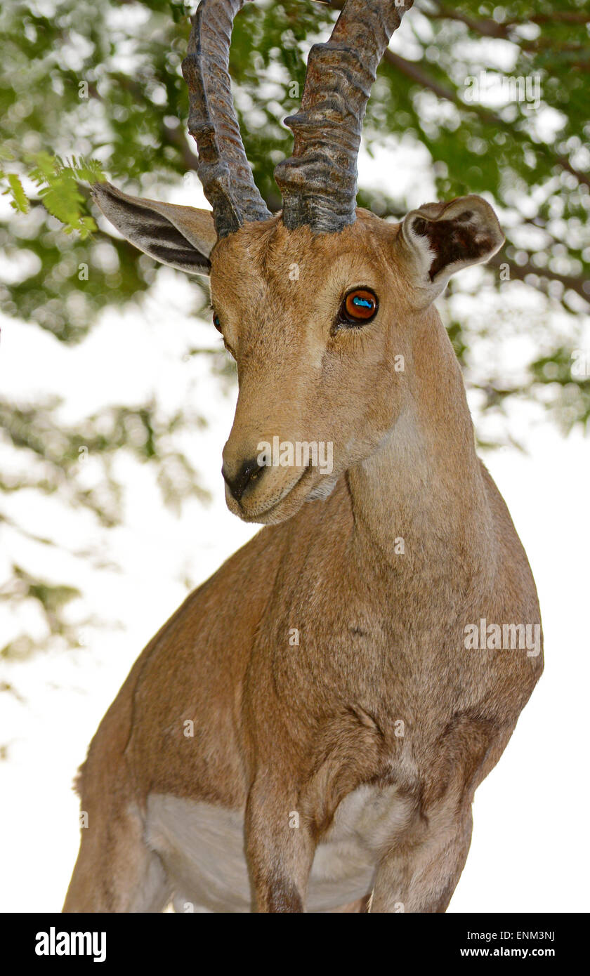 Nubian ibex hi-res stock photography and images - Alamy