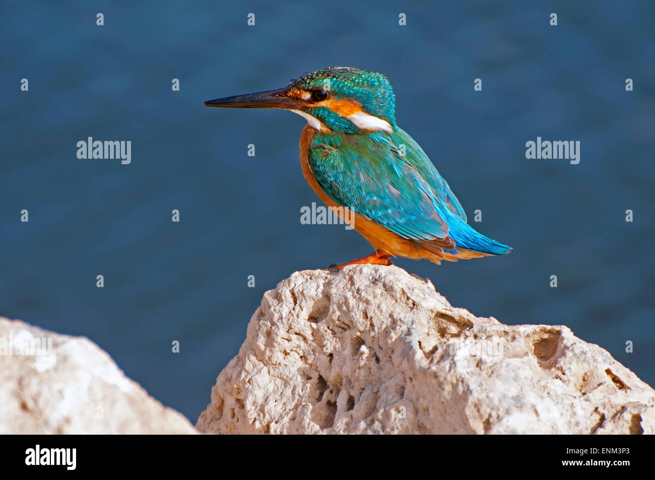 Kingfisher on a rock hi-res stock photography and images - Alamy