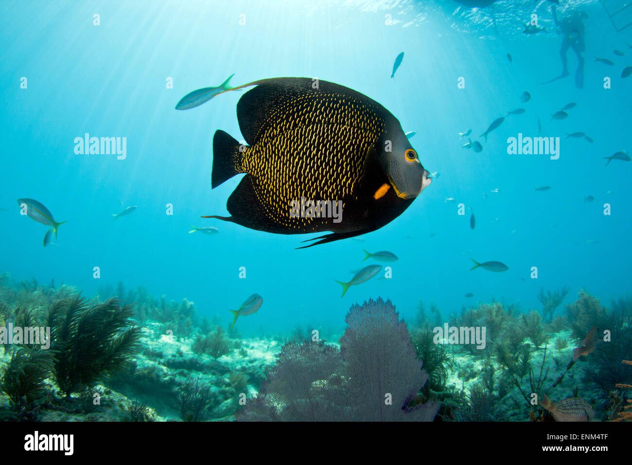 A French Angelfish swims over the reef at Key Largo, Florida Stock ...