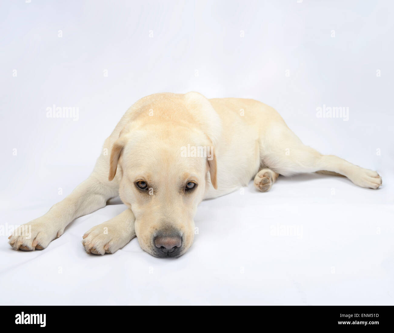 Portrait of a yellow labrador retriever dog lying down on white ...