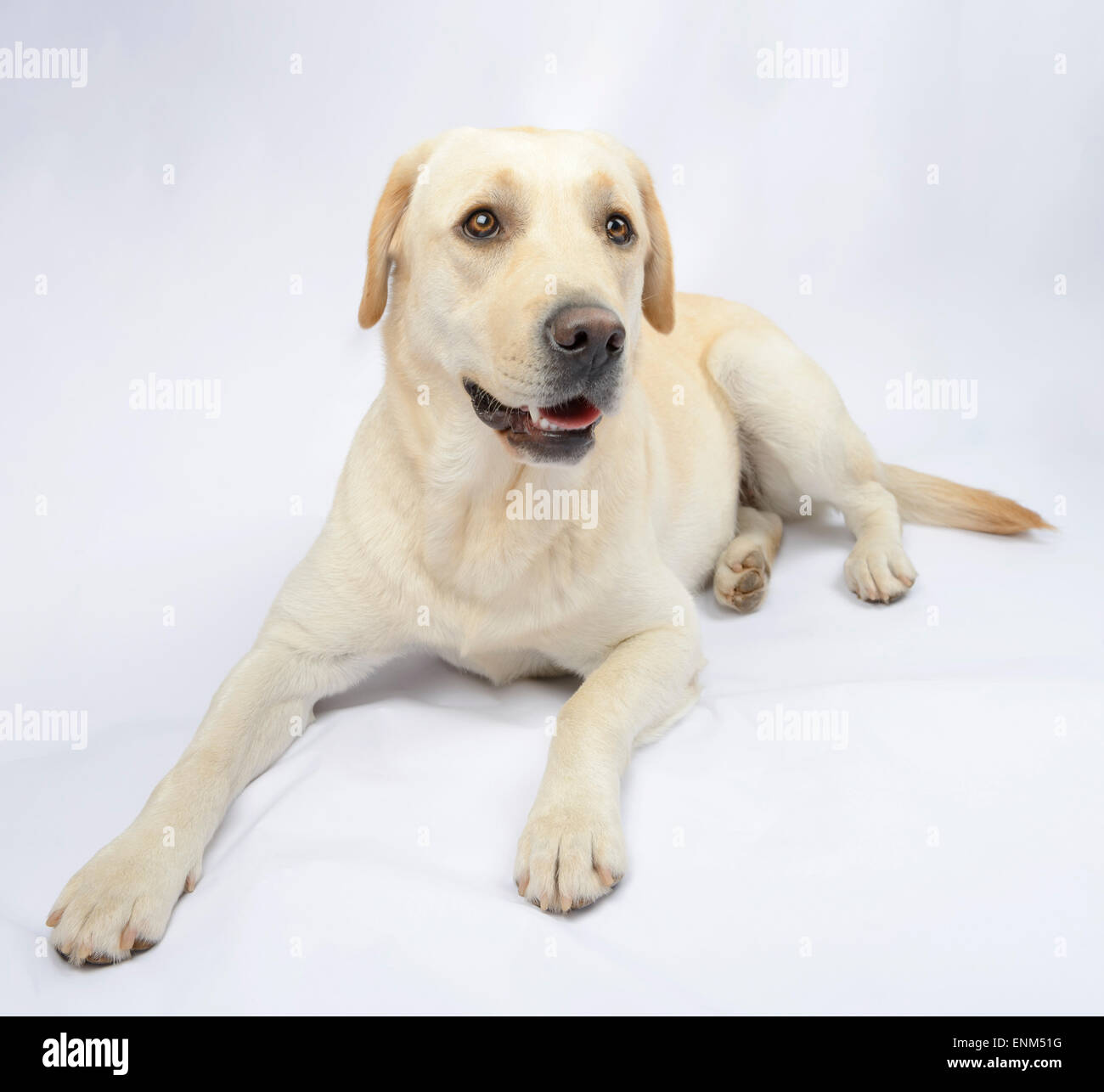 Portrait of a yellow labrador retriever dog on white background Stock ...