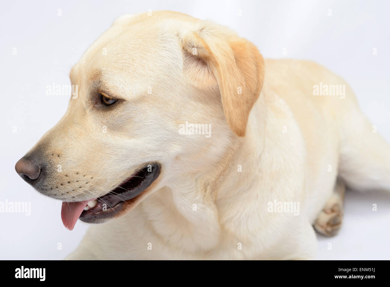 Portrait of a yellow labrador retriever dog on white background Stock ...