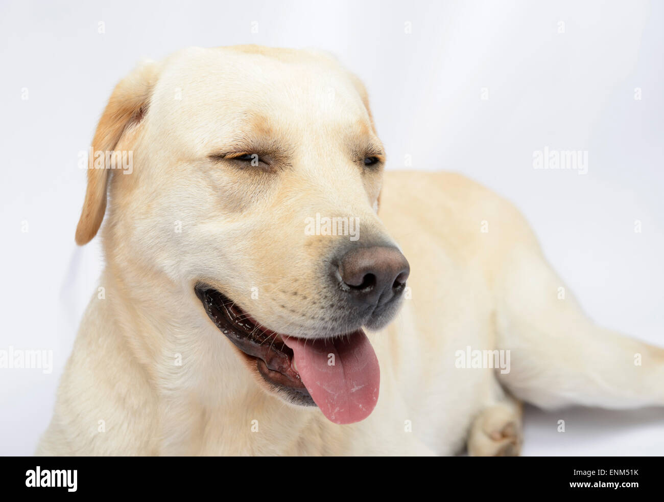 Portrait of a yellow labrador retriever dog on white background Stock ...