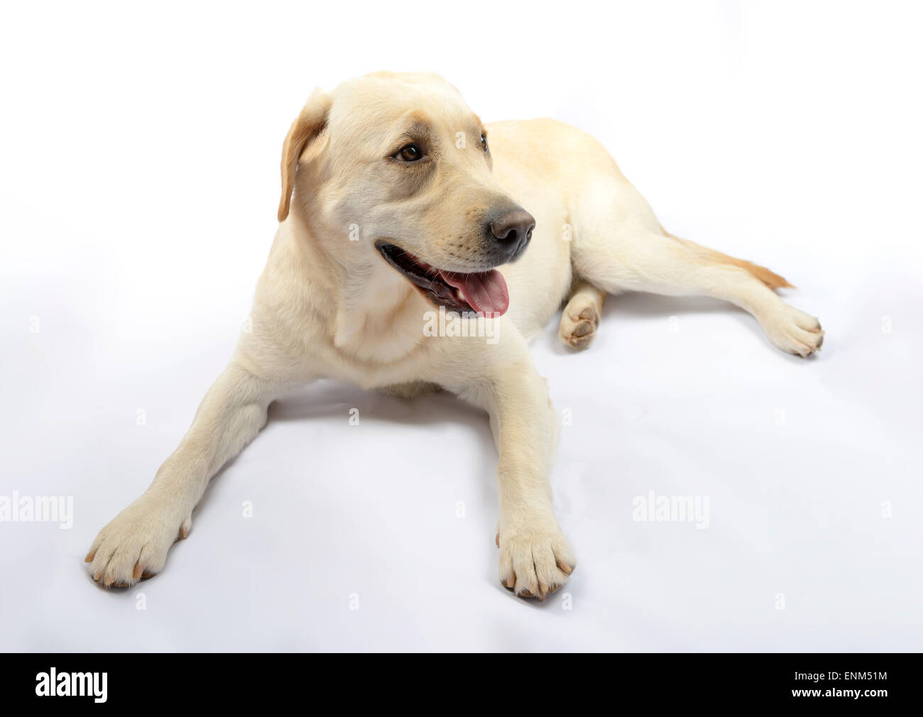 Portrait of a yellow labrador retriever dog on white background Stock ...