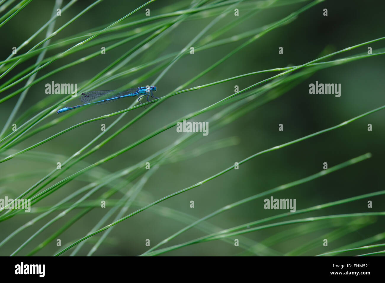 Damselfly pattern hi-res stock photography and images - Alamy