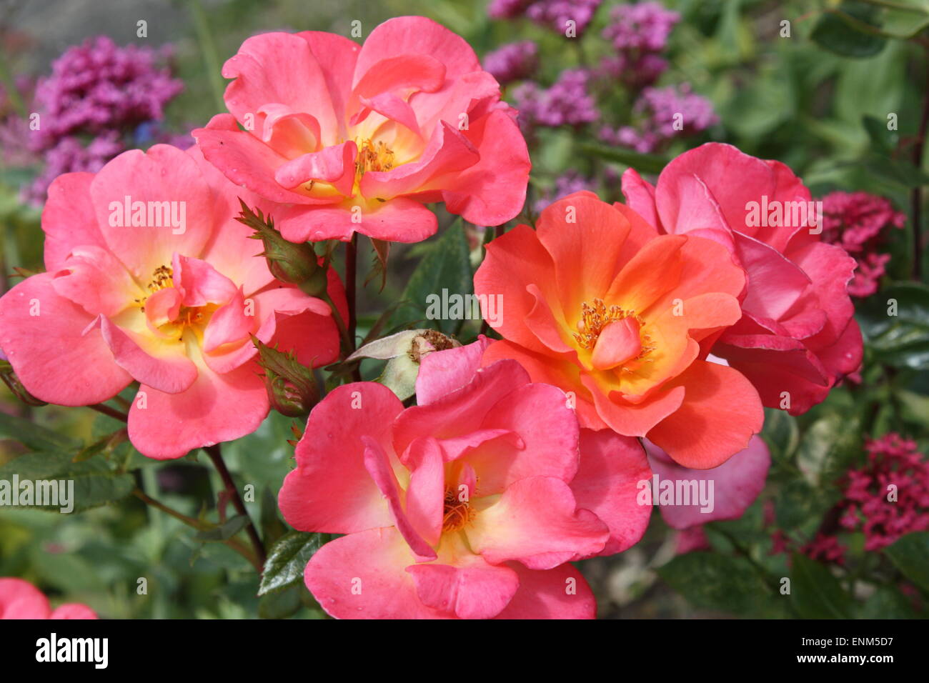 Orange rose flowers Stock Photo - Alamy