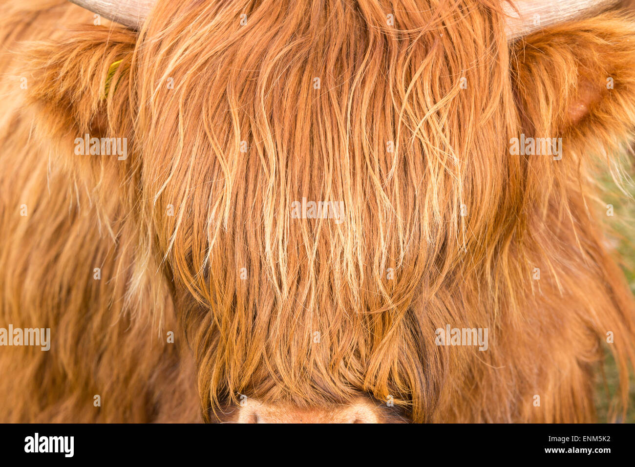 The head of a Highland Cow showing its fluffy red fur Stock Photo - Alamy