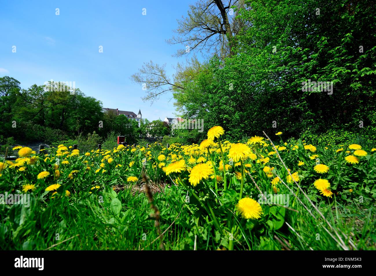 Dandelion at spring in the park near Isar river in Munich Stock Photo ...