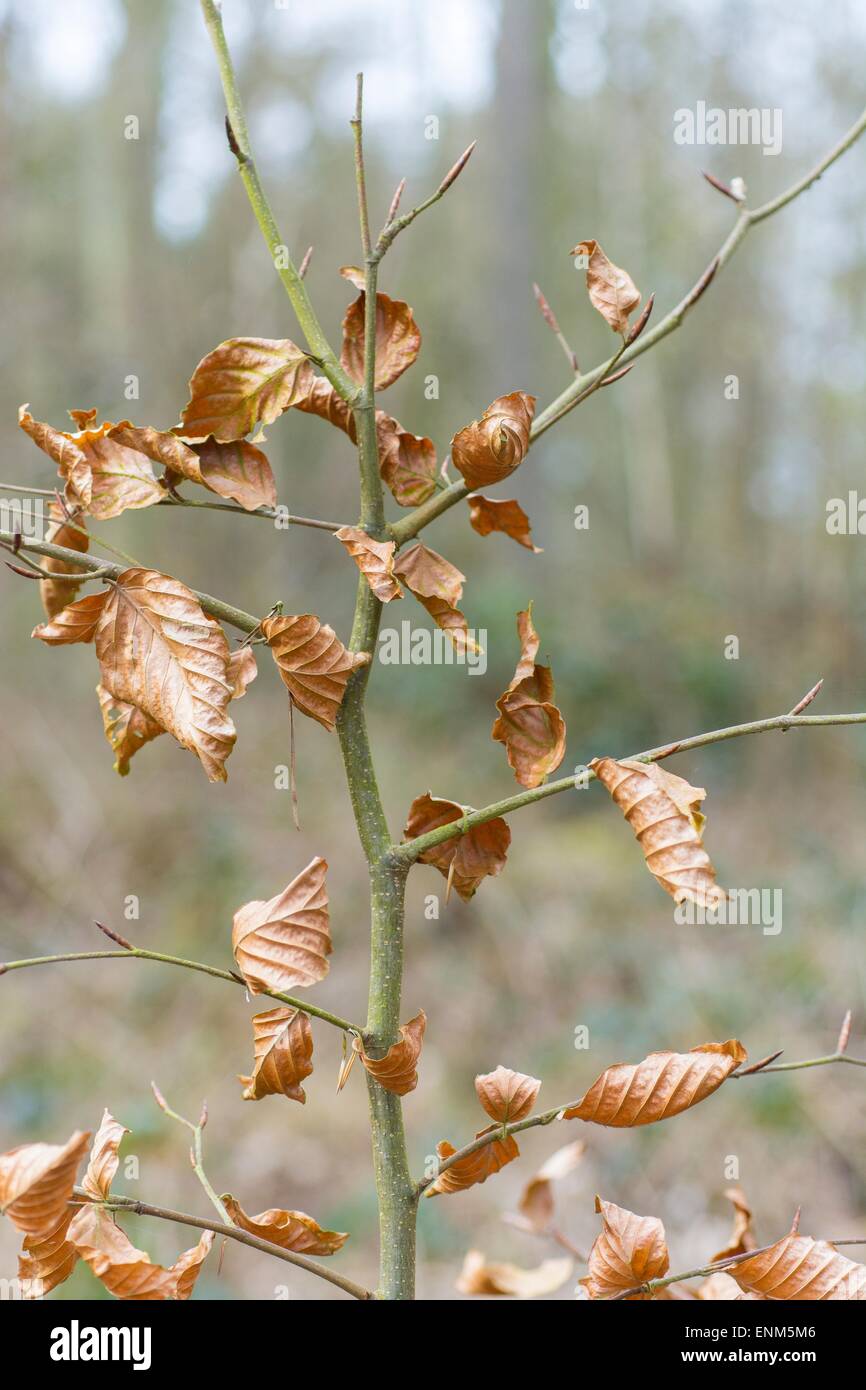 Sapling hi-res stock photography and images - Alamy