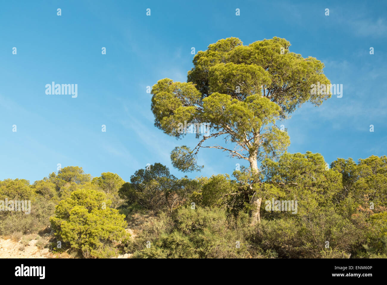 Large Mediterranean tree standing out in a forested area Stock Photo ...