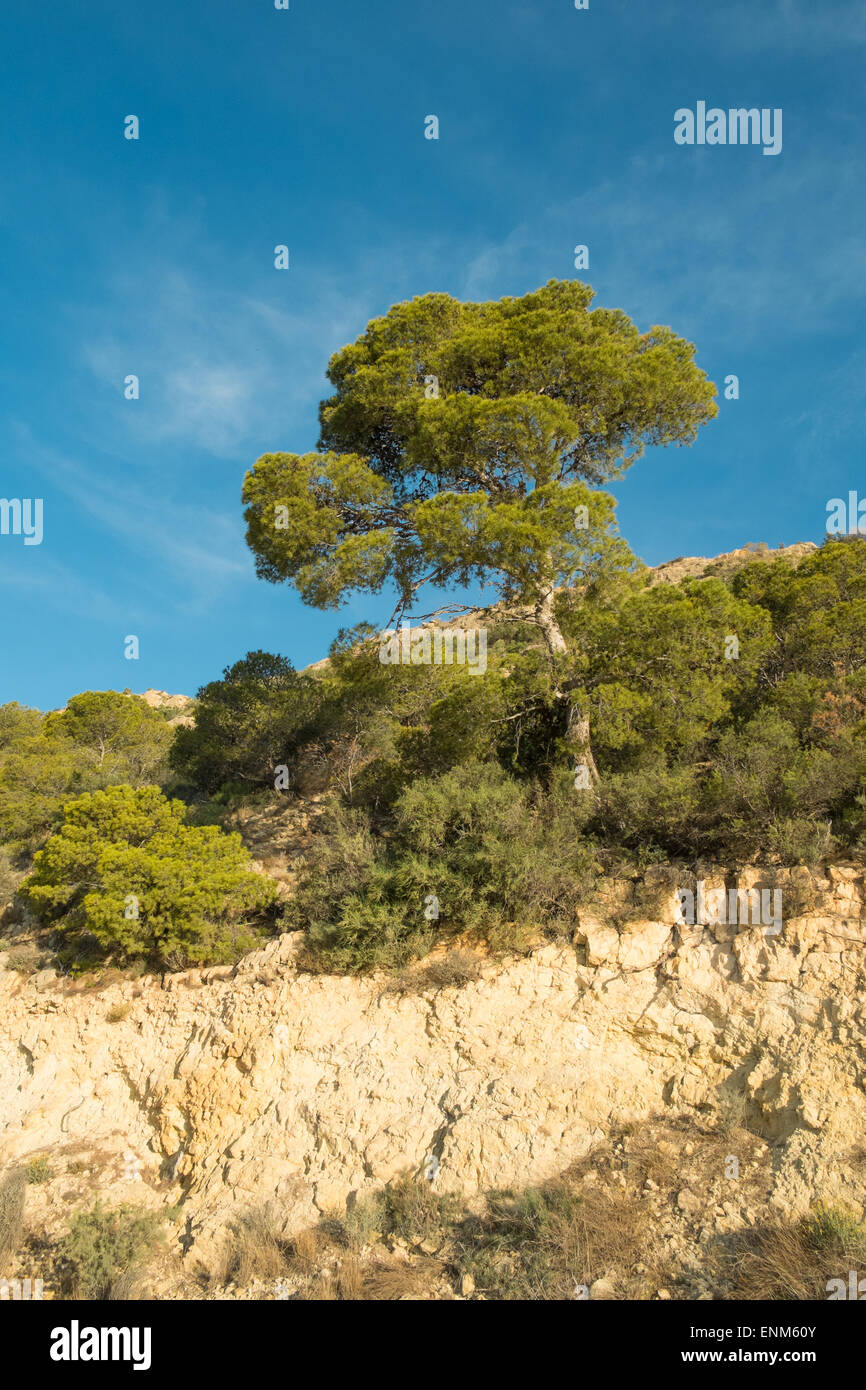 Tall mediterranean pine trees hi-res stock photography and images - Alamy