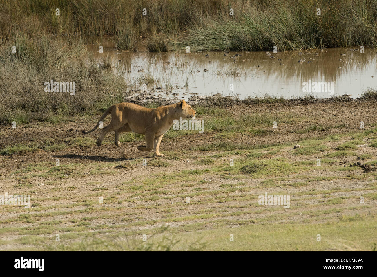 Lioness hunting hi-res stock photography and images - Alamy