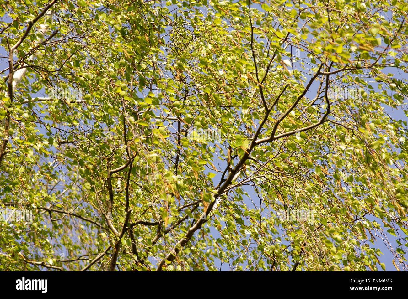 Waving twigs hi-res stock photography and images - Alamy