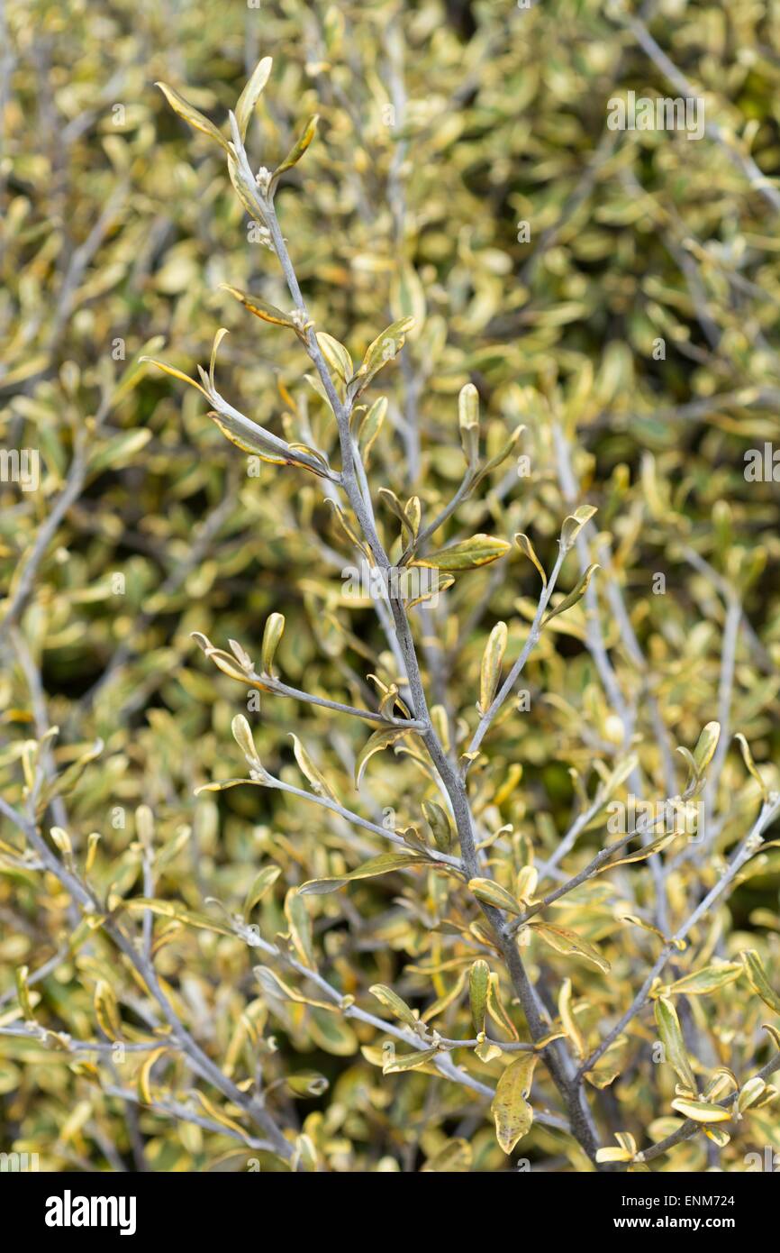 Corokia hi-res stock photography and images - Alamy