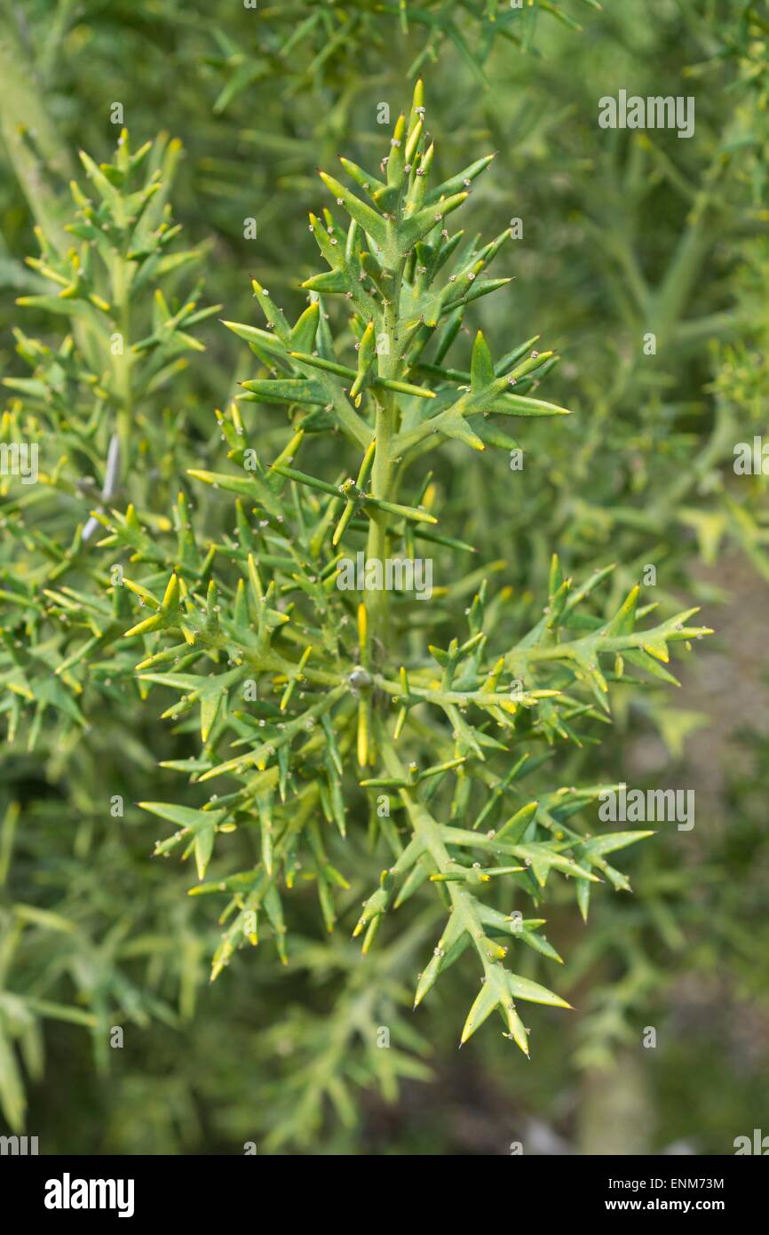 Colletia armata hi-res stock photography and images - Alamy