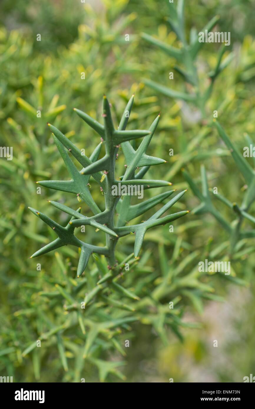 Colletia hi-res stock photography and images - Alamy