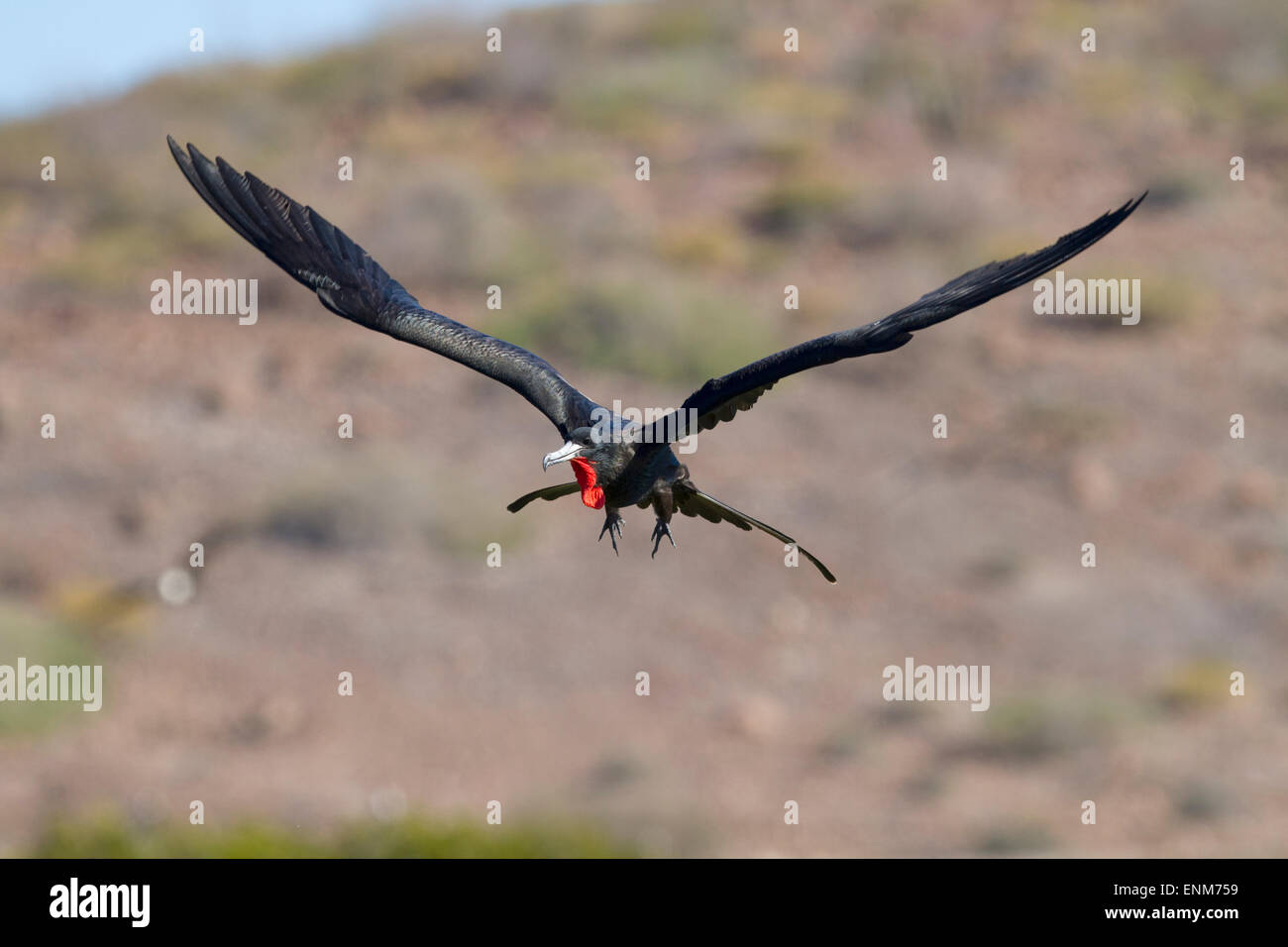 A great Frigatebird in flight Stock Photo - Alamy