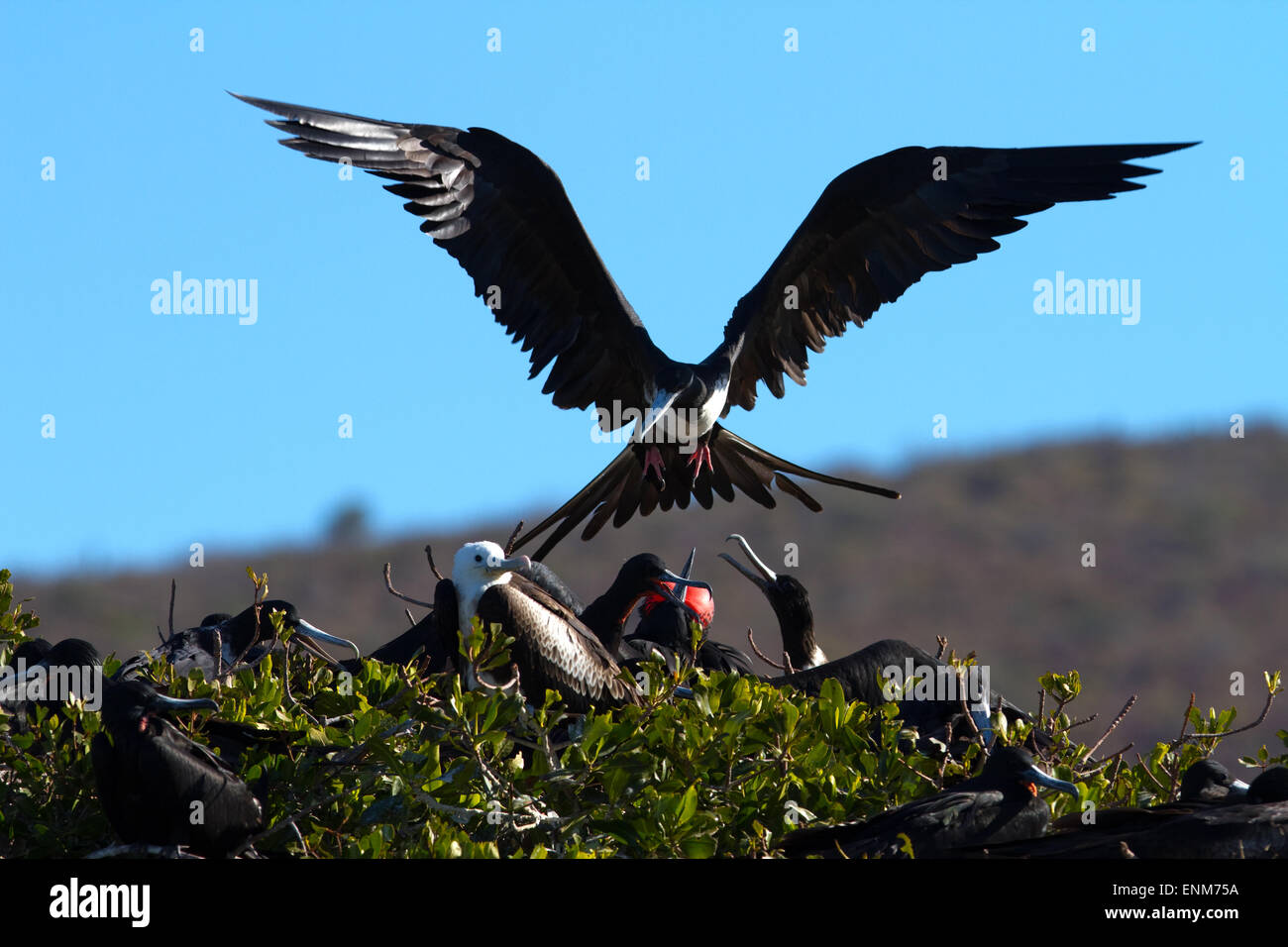 Rookery Nest Nesting High Resolution Stock Photography and Images - Alamy