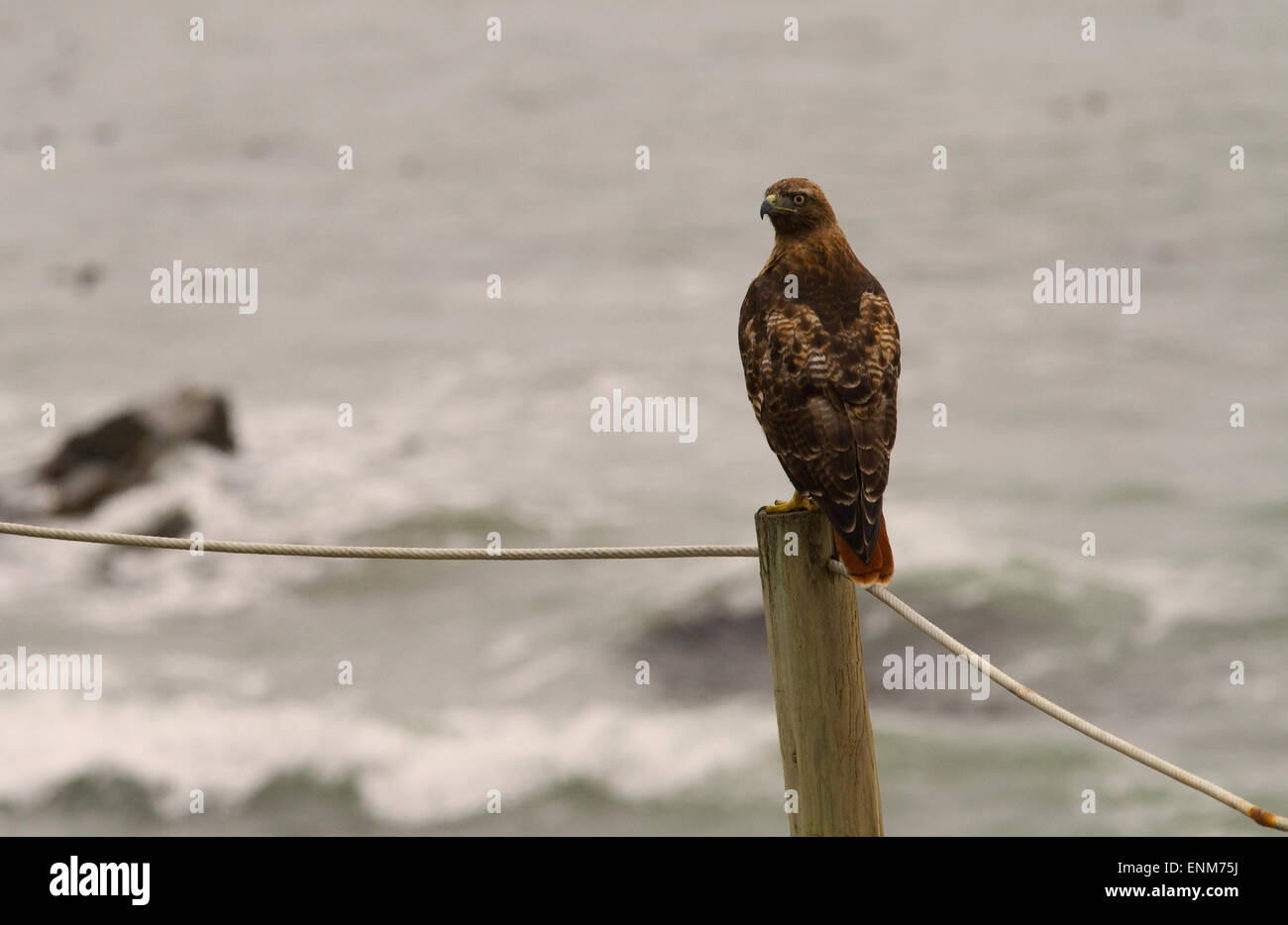 Red tailed hawk perched hi-res stock photography and images - Alamy