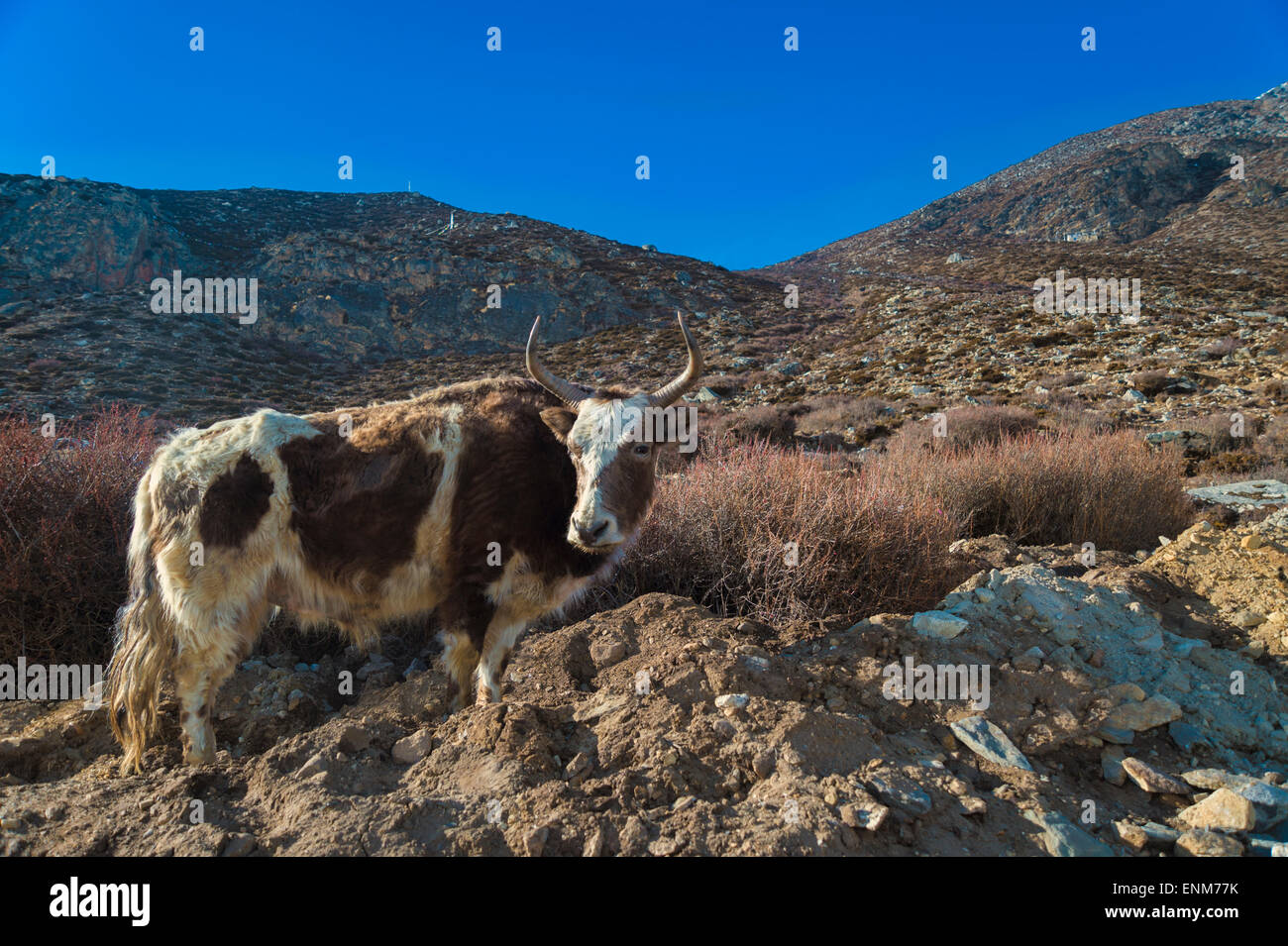 Dzo (yak hybrid) in the himalayas Stock Photo - Alamy