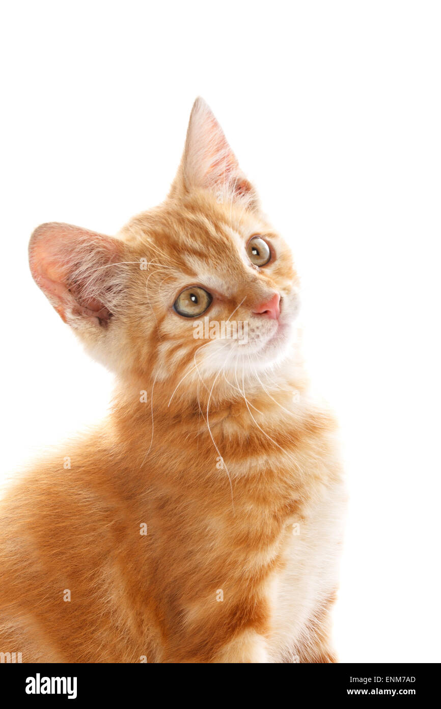 Red little cat on the isolated background, studio shot Stock Photo - Alamy