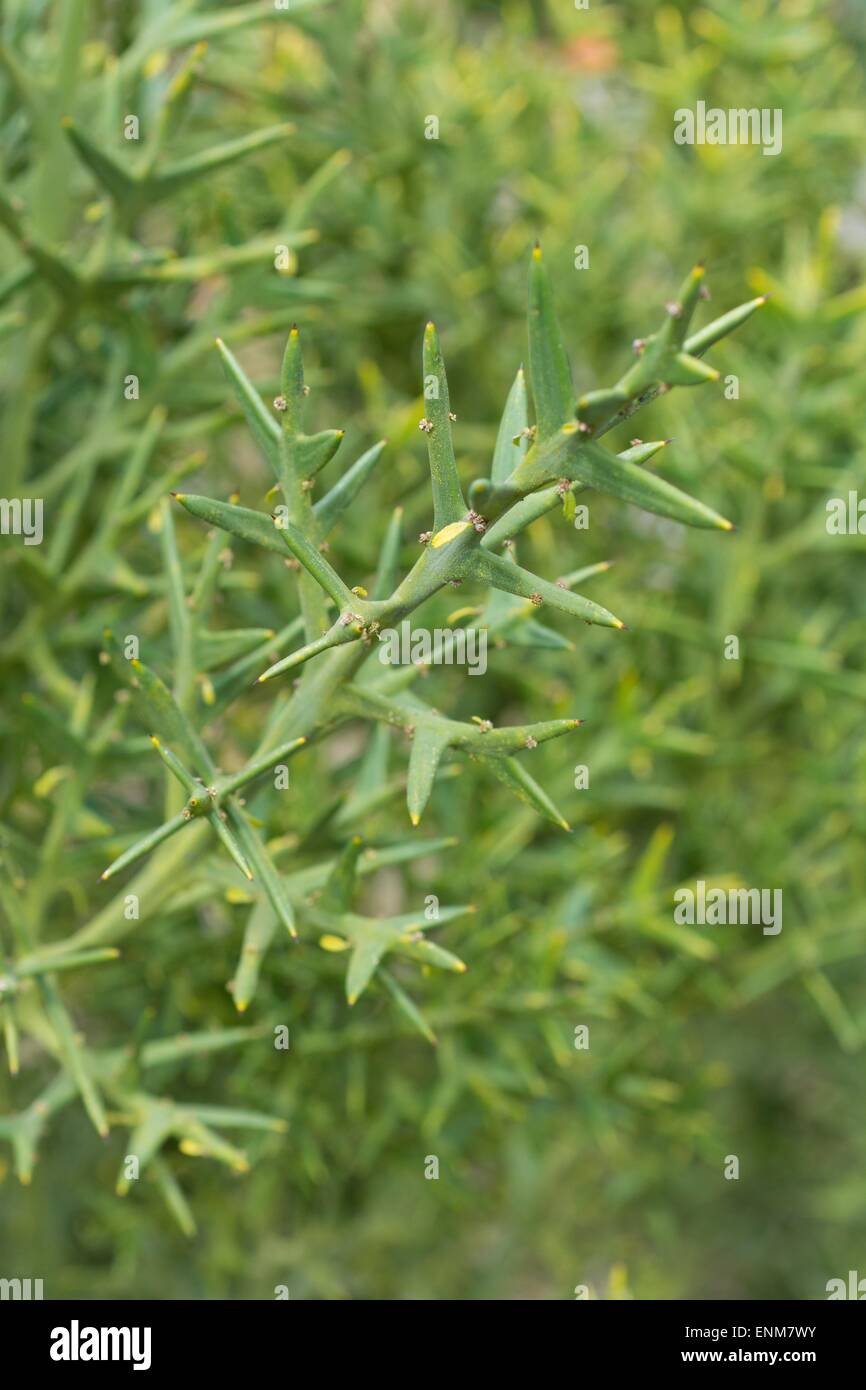 Colletia armata spring Stock Photo - Alamy