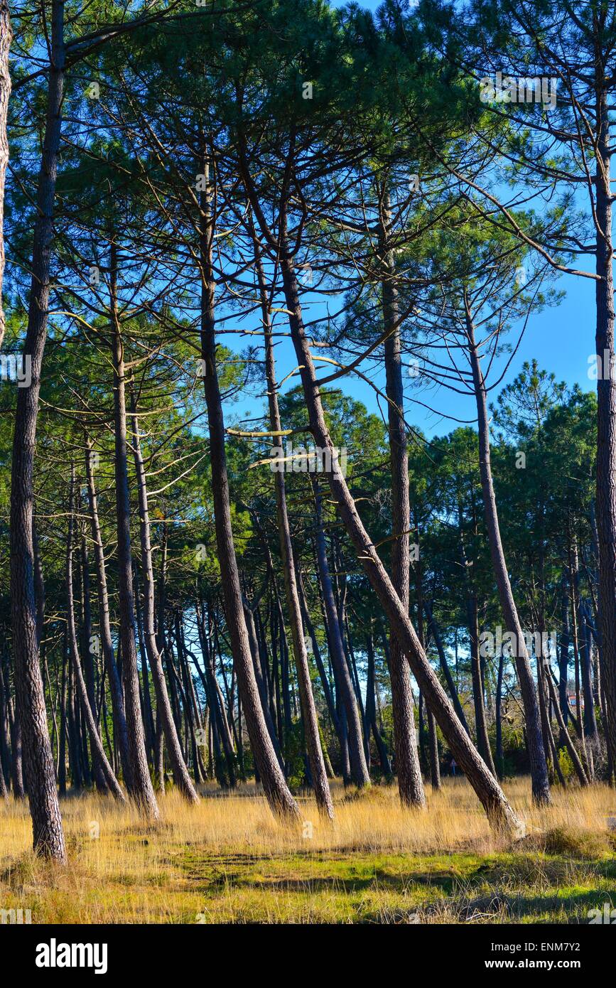 Maritime pines landes hi-res stock photography and images - Alamy