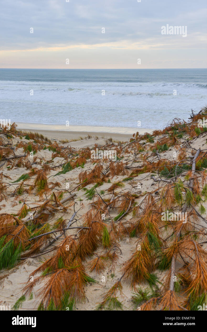 Protection of sand dunes-Beach Atlantic Ocean Stock Photo - Alamy