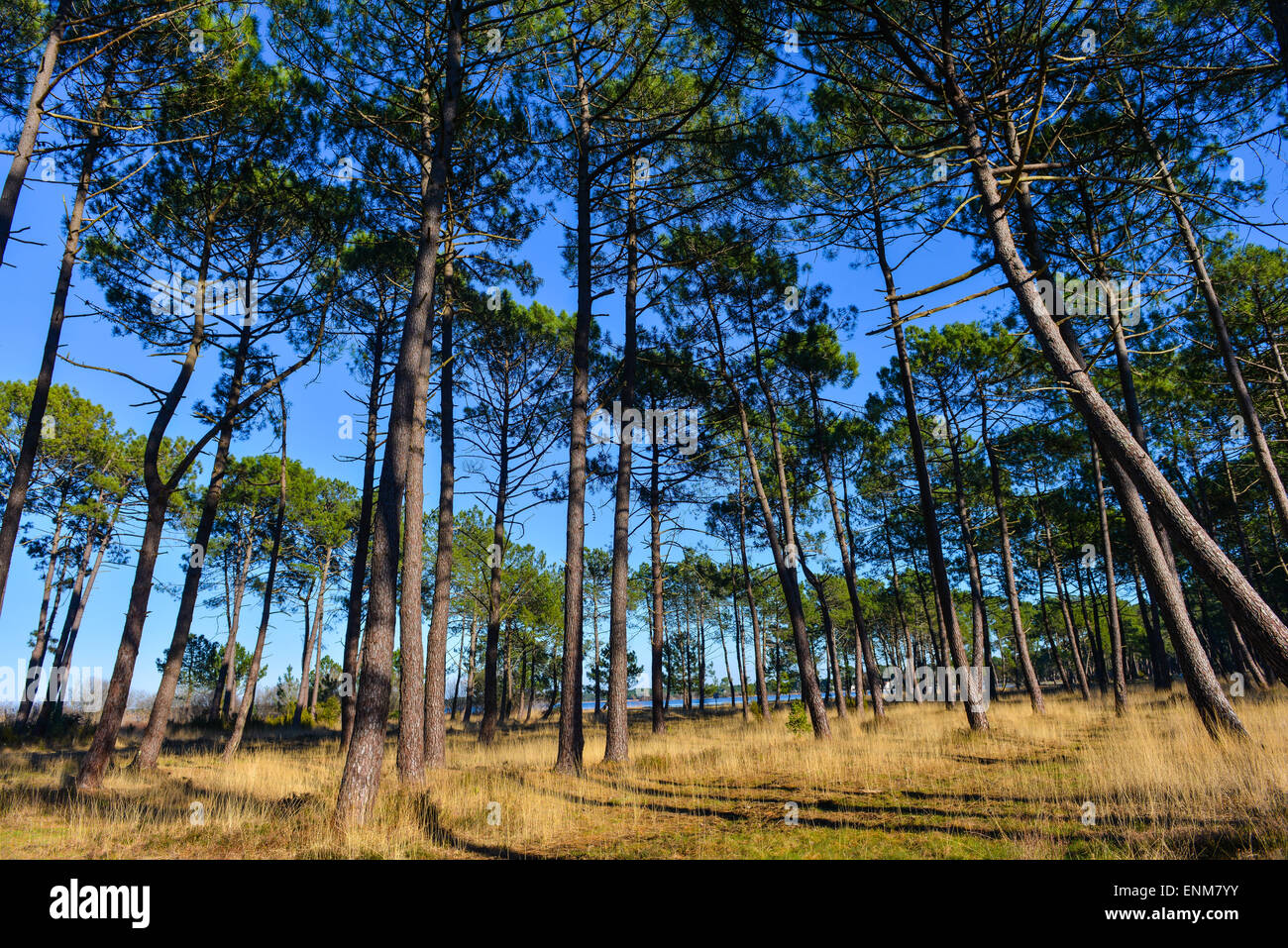 Landes france hi-res stock photography and images - Alamy