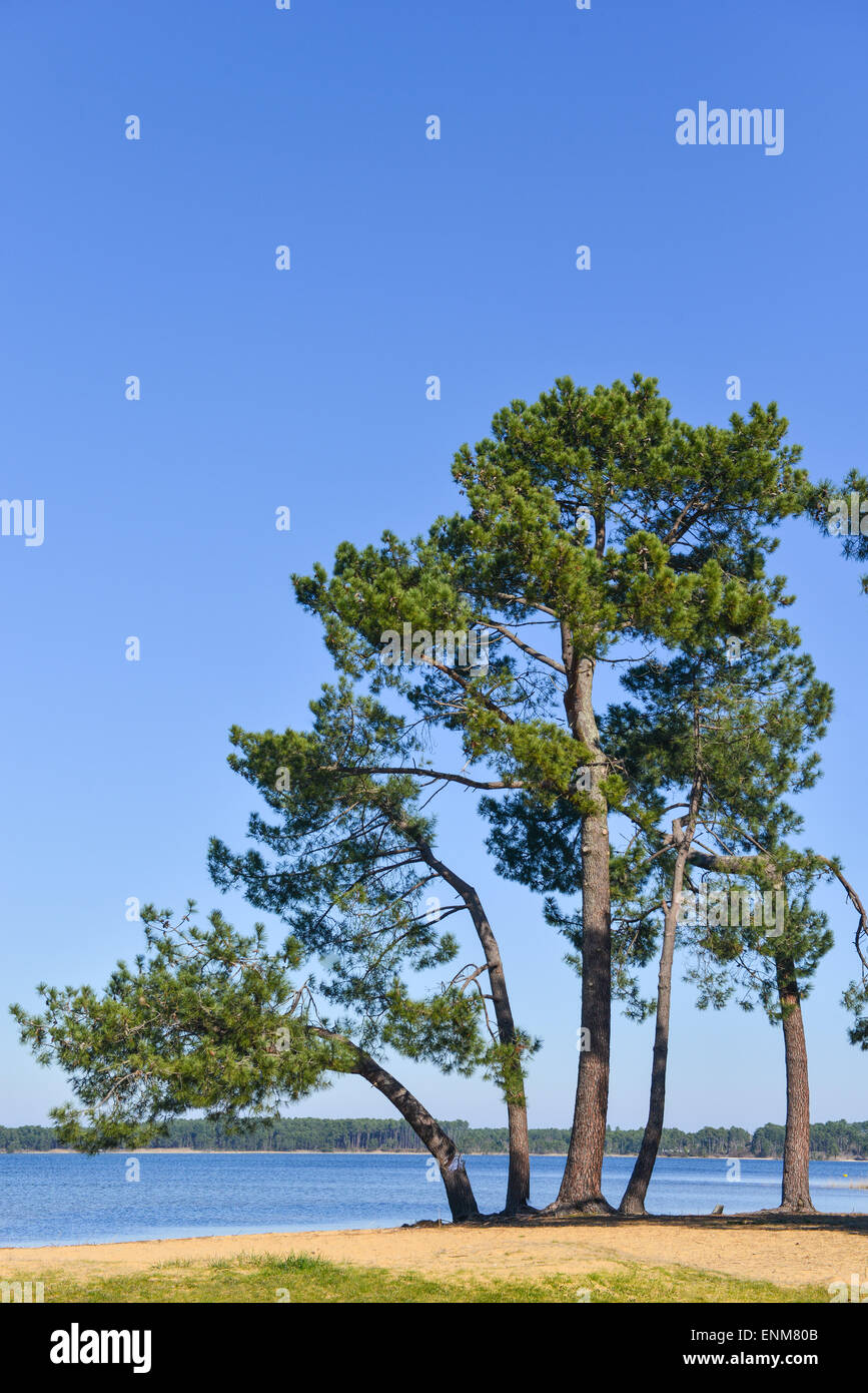 Landes pine hi-res stock photography and images - Alamy