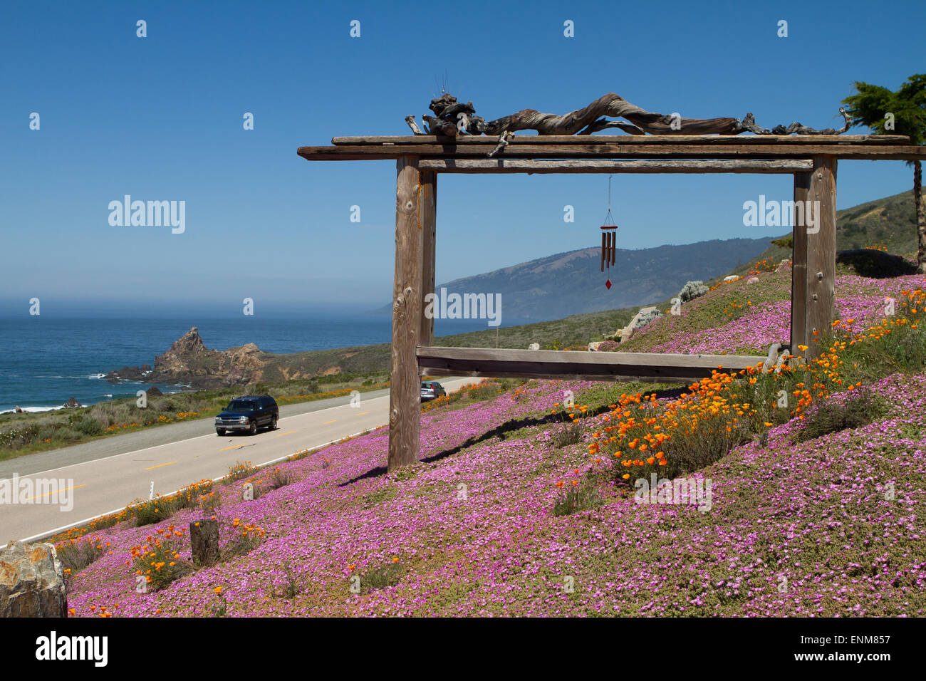 Wild flowers growing alongside California highway one (Pacific coast ...