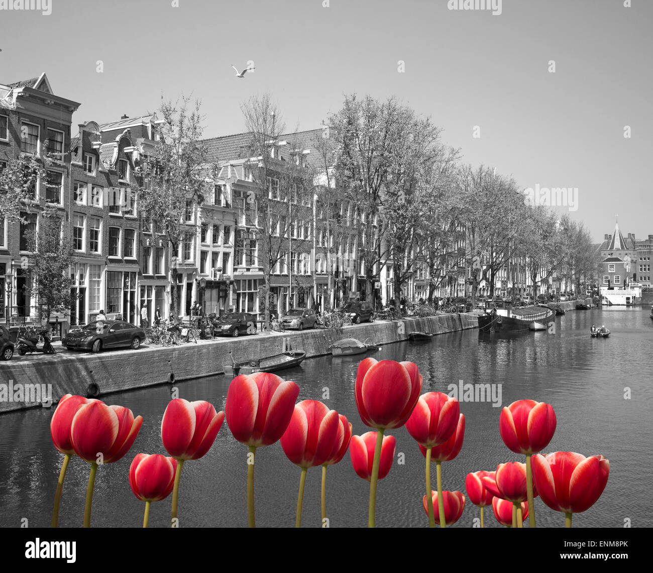 Amsterdam tulips in bloom hi-res stock photography and images - Alamy