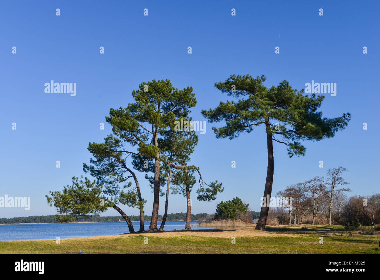 Landes pine hi-res stock photography and images - Alamy