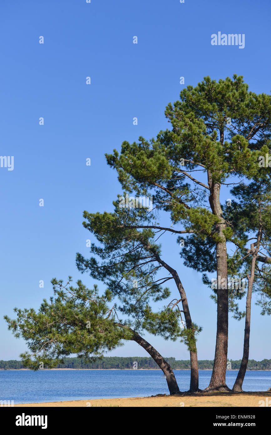 Landes on hi-res stock photography and images - Alamy