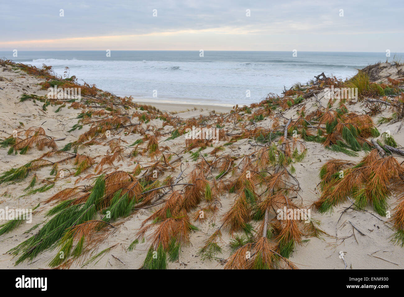 Protection of sand dunes-Beach Atlantic Ocean Stock Photo - Alamy