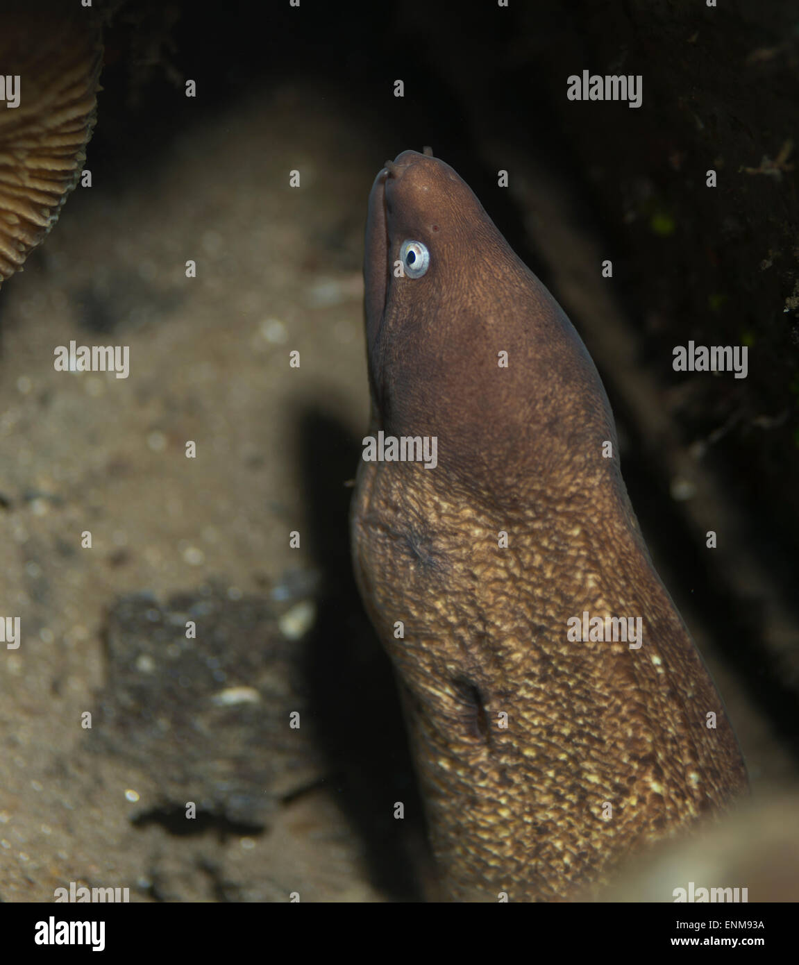 White-eyed moray eel coming out of hiding Stock Photo - Alamy