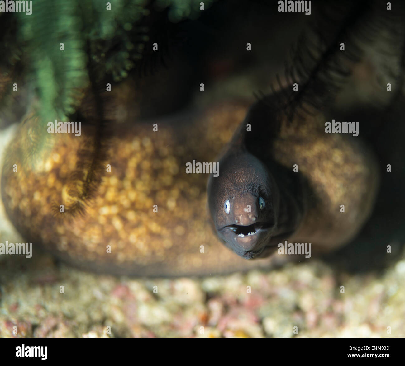 White-eyed moray eel peeking from under a coral Stock Photo - Alamy