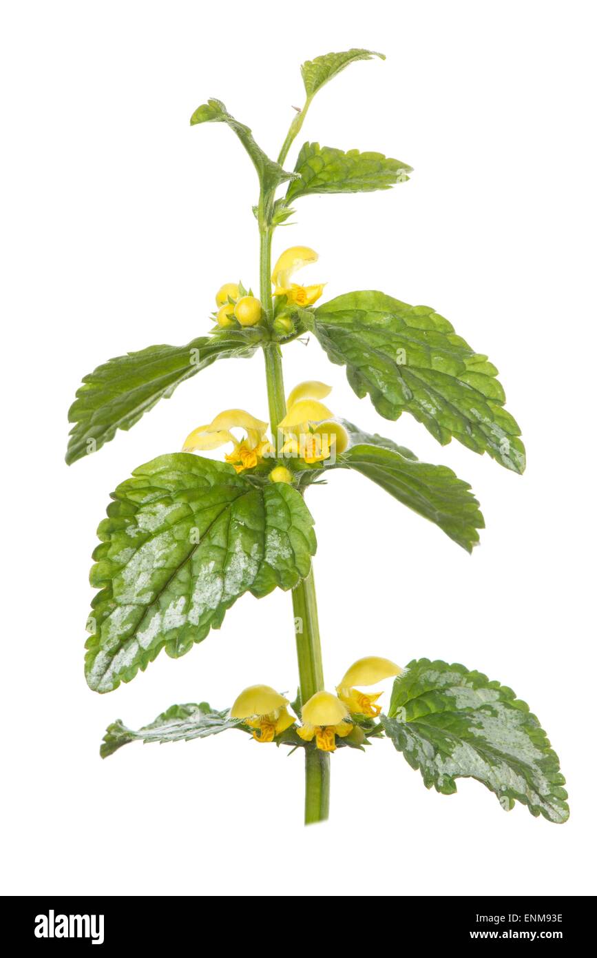 Variegated yellow archangel - Lamiastrum galeobdolon subsp. argentatum ...