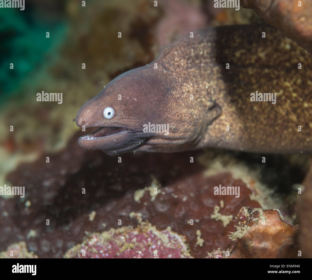 White-eyed moray eel peeking out from its hide-out Stock Photo - Alamy