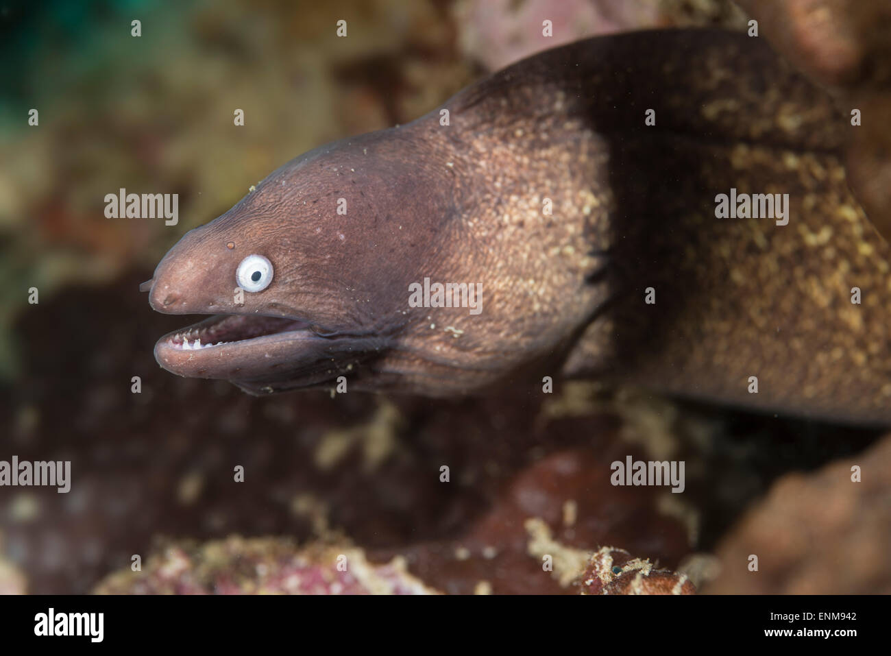 White-eyed moray eel peeking out from its hide-out Stock Photo - Alamy