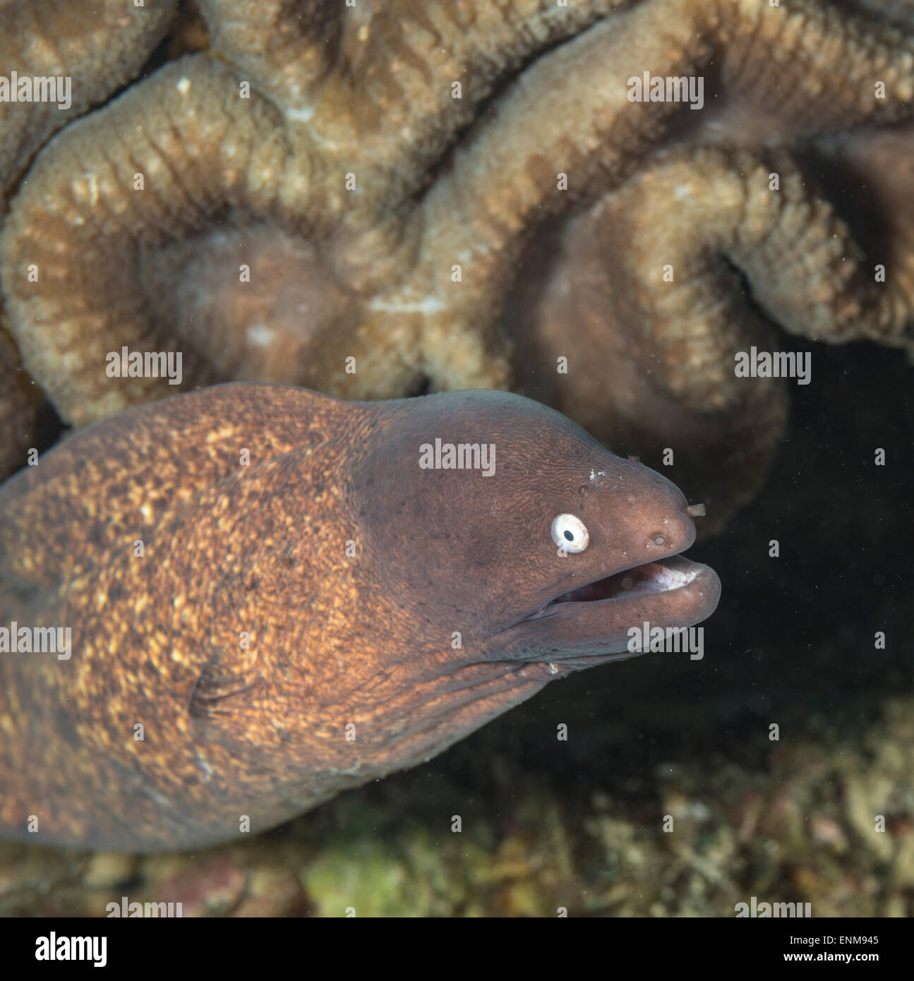 White-eyed moray eel peeking out from its hide-out Stock Photo - Alamy