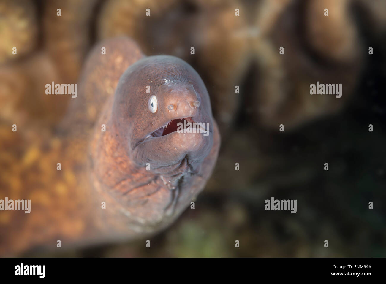 White-eyed moray eel peeking out from its hide-out Stock Photo - Alamy