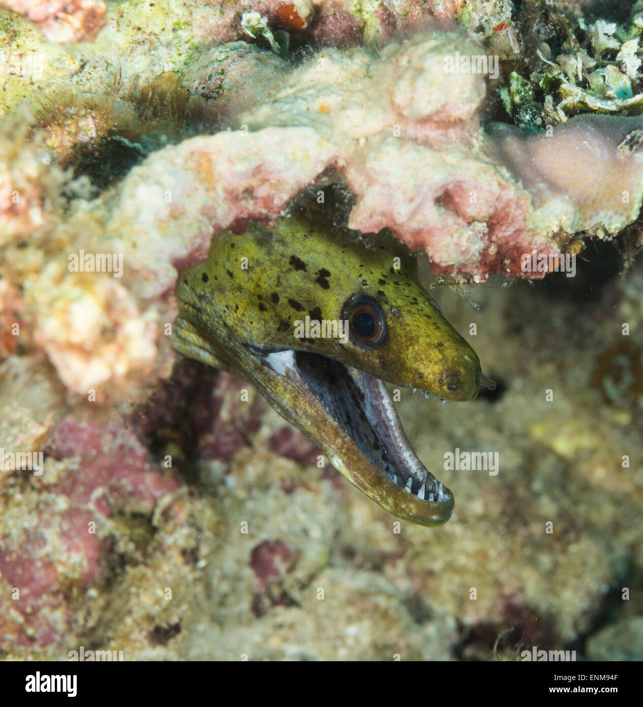 Fimbriated moray eel hiding under a coral Stock Photo - Alamy