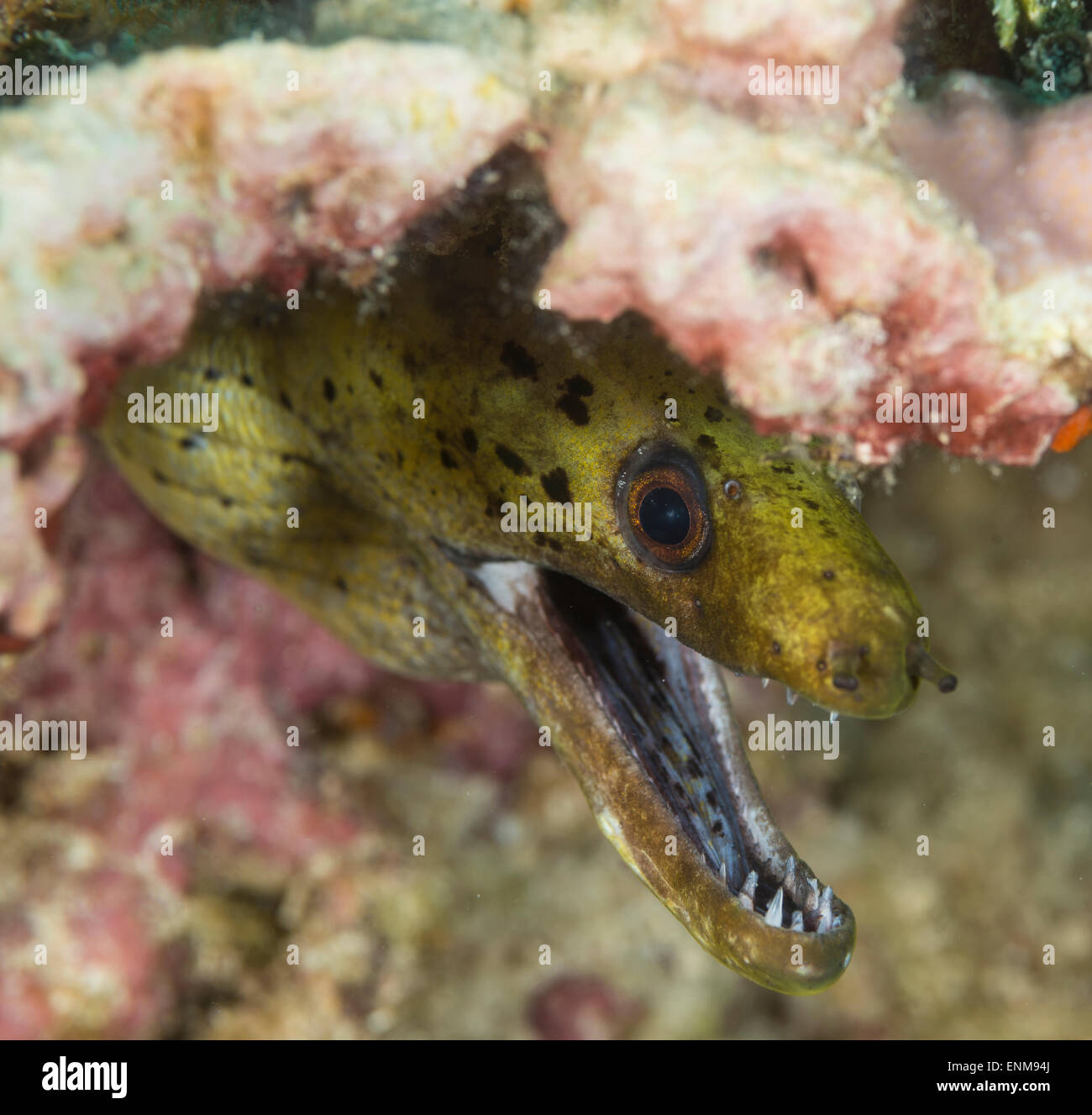 Fimbriated moray eel hiding under a coral Stock Photo - Alamy