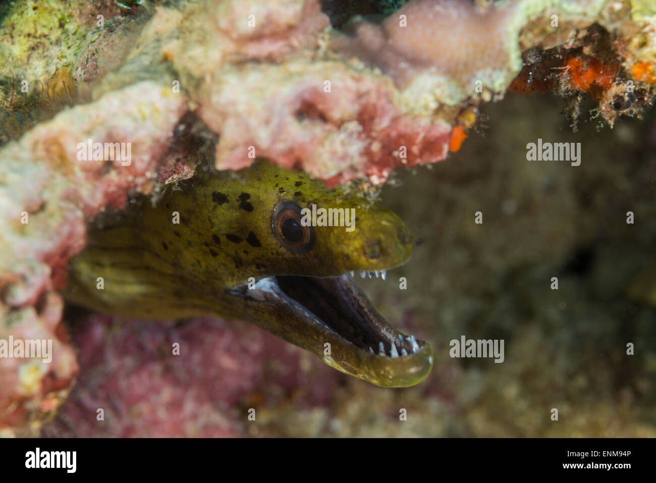 Fimbriated moray eel hiding under a coral Stock Photo - Alamy