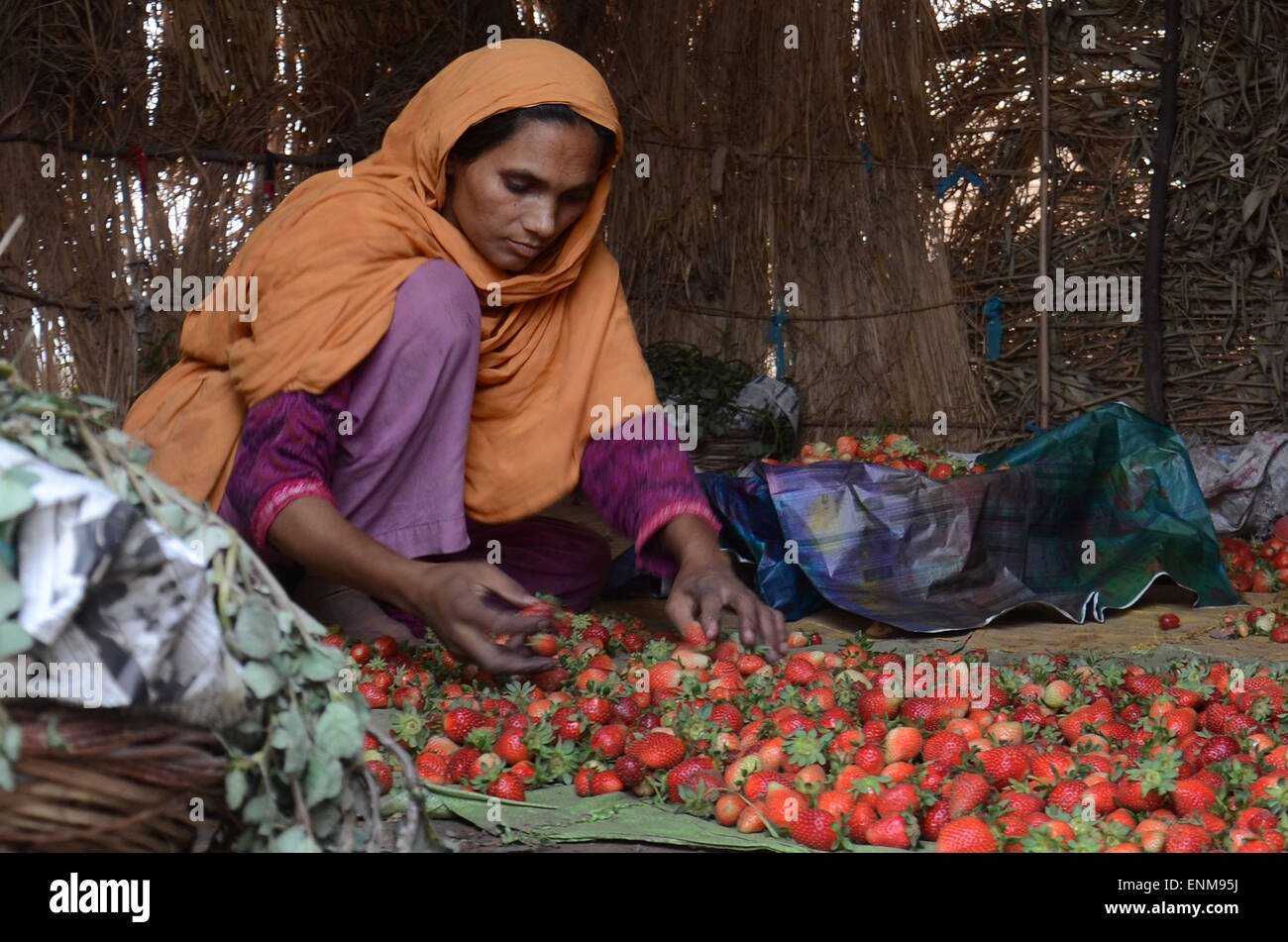 Pakistan farmers hi-res stock photography and images - Alamy